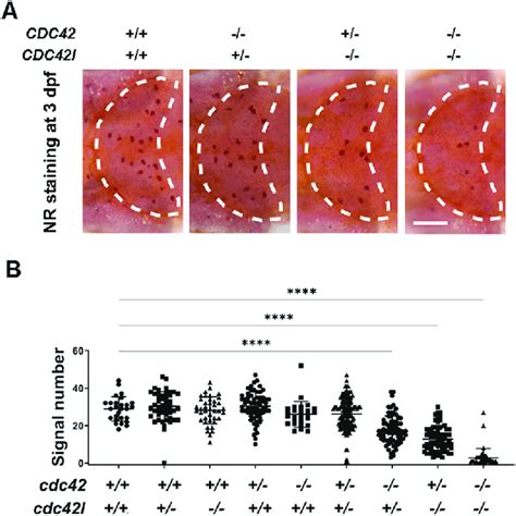 Dock8 Affect Microglia Colonization In Zebrafish Early Larvae Via