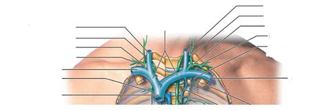 Anatomy Lecture Exam Diagram 53 Diagram Quizlet