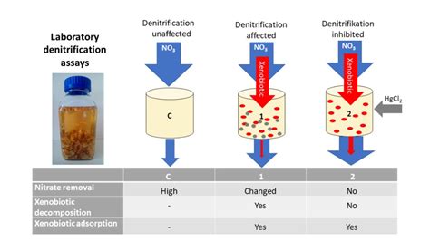 Denitrification Assays For Testing Effects Of Xenobiotics On Aquatic