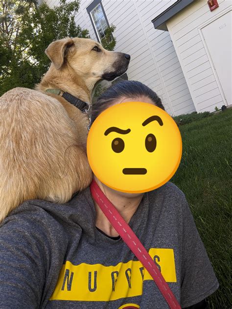 When Your Lap Dog Decides That Any Part Of You Counts As A Lap