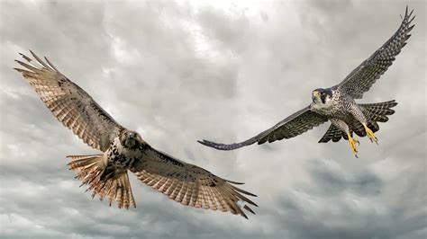 Hawk Vs Falcons Whats The Difference Birdwatching Buzz