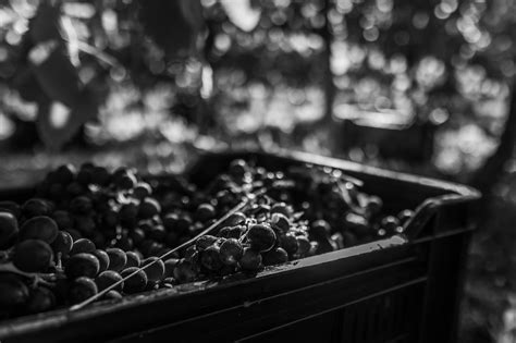 A Journey Through Taste Time And Imagination At Silverthorn Wines