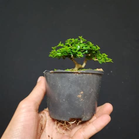 Bonsai Bebuas Premna Sancang For Beginner Shopee Malaysia