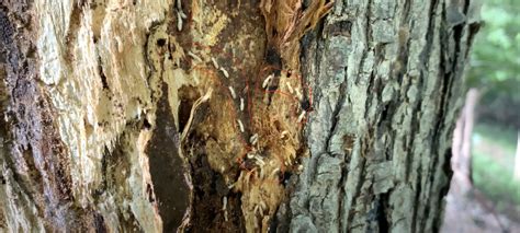 Termites In Maple Trees Identify Treat And Prevent Them