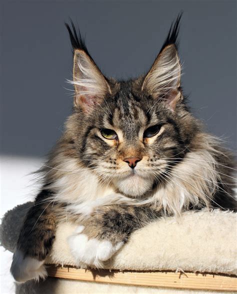 Ludaas Maine Coon Ludaas Konga