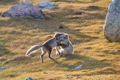Jeunes Renards Bleus Dans Lété Arctique Photos Futura