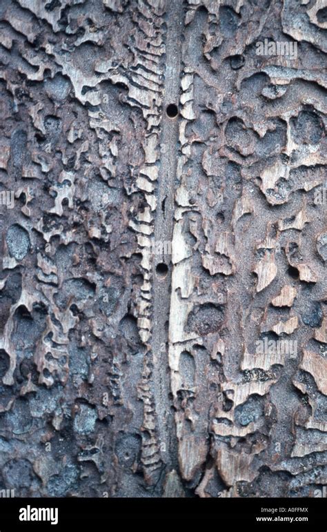 Spruce Bark Beetle European Spruce Bark Beetle Engraver Beetle