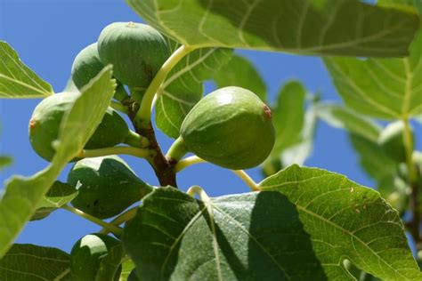 Figs Planting Growing And Harvesting Fig Trees