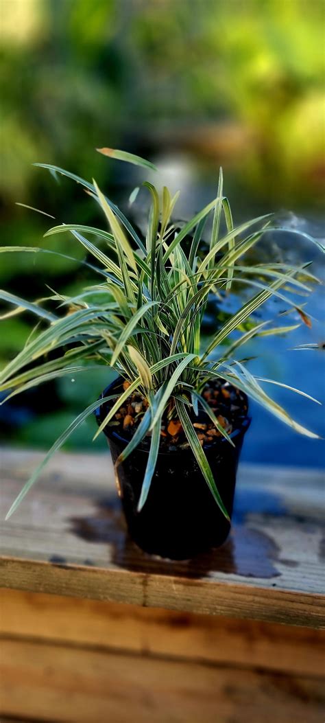 Variegated Mondo Grass Aquatic Jungle