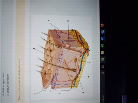 Anatomy And Physiology Exam 2 Flashcards Quizlet