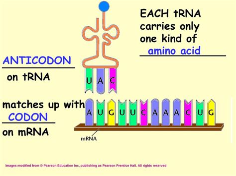 Dna Rna And Protein Synthesis Ppt Download