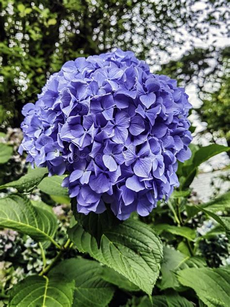 Hydrangea Macrophylla Known As Bigleaf French Or Mophead Hydrangea Penny Mac And Hortensia