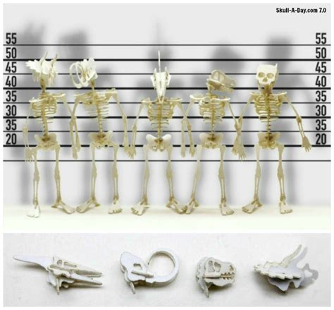 [contest Reminder] Win A Tinysaur Skeleton Models Prizepack From