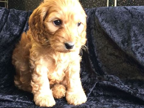 Cockapoo Puppies For Sale Pets4homes Cockapoo Puppies For Sale