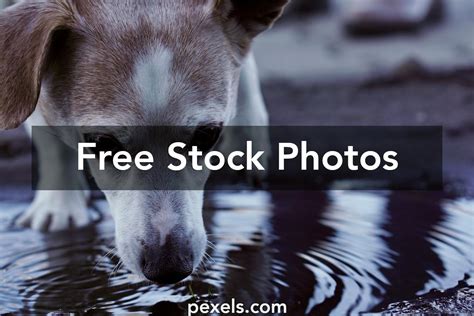Dog Drinking From Small Puddle Photos Download The Best Free Dog