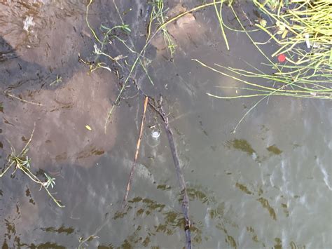 Water Debris Detection Object Detection Dataset By National University Of Sciences And Technology