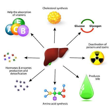 Lever En Huidklachten Welke Rol Speelt De Lever Bij Acne Eczeem En