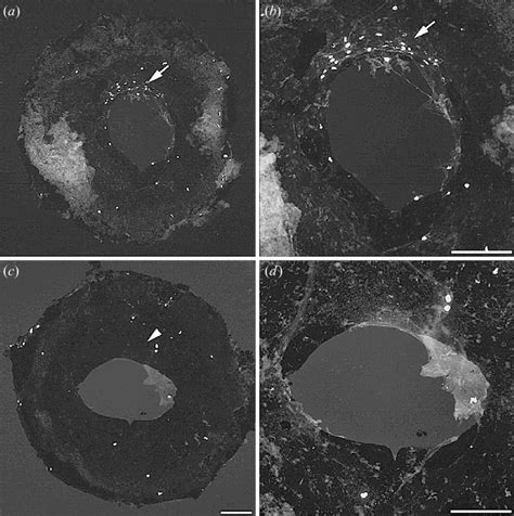 S Phase Labelling Of Cells In The Iris At 6 Days Post Lentectomy A