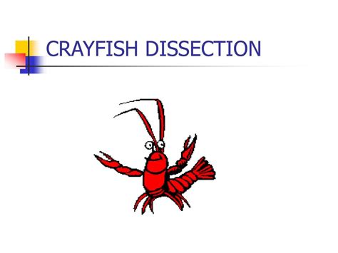 Crayfish Dissection Male