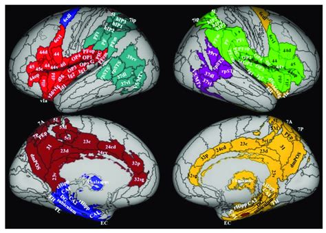 Multimodal Vestibular Cortex Reproduced With Permission From Indovina