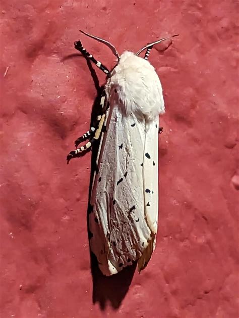 Pretty White Moth Found In Austin Tx Rwhatsthisbug