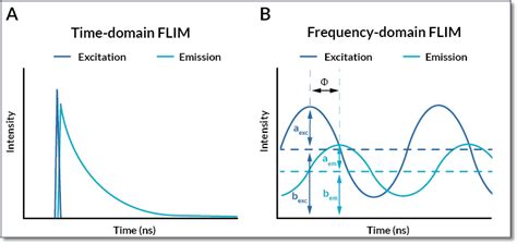 Fd Flim Imaging With Pcoflim Camera System Inscoper