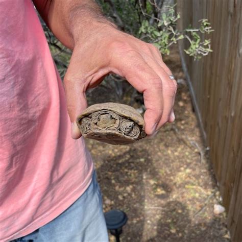 Turtles In Illinois 17 Different Species