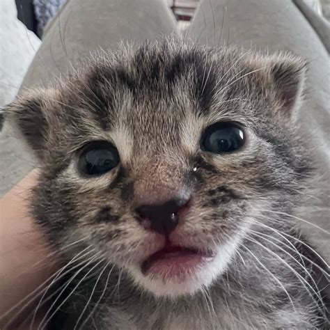 Silly Kitten Pictures