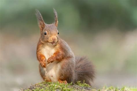 Red Squirrels Facts And Your Faqs Answered