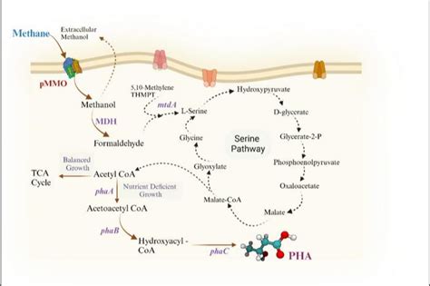 From Pollution To Polymer Methane Munching Microbe Brews Biodegradable Plastic At High Speed
