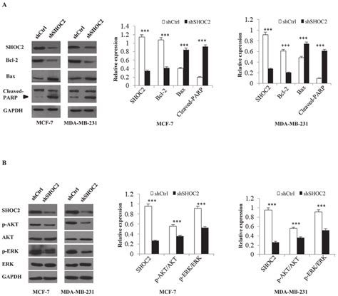 Effects Of Shoc2 Knockdown On The Expression Of Ras Signaling Pathway