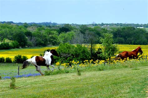 Texas Ranch Life Chappell Hill Tx