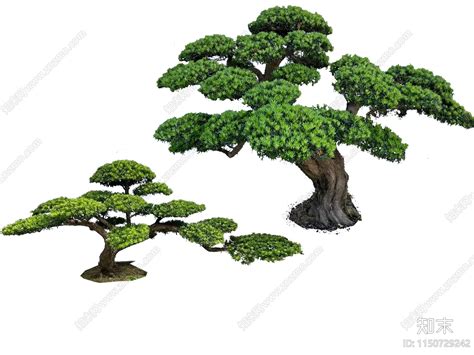 Psd免抠造型罗汉松下载【id1150729242】undefined