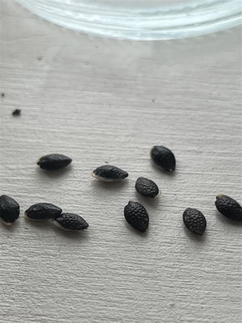 How Can I Make Passion Fruit Seeds Germinate Faster R Plantclinic