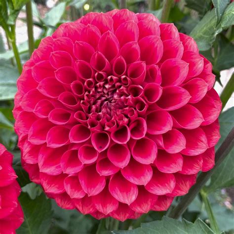 Ali Oop Dahlia Tuber Dahlia Doctor