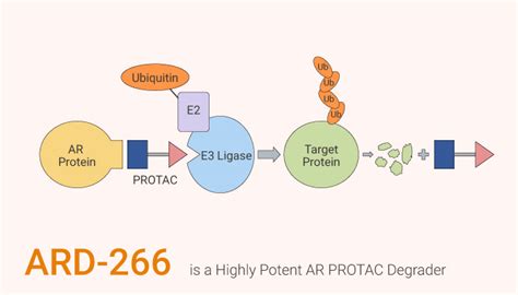 Ard 266 Is A Highly Potent Ar Protac Degrader Immune System Research