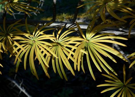 Pseudolarix Amabilis 59 89 K Arb Oretum Flickr