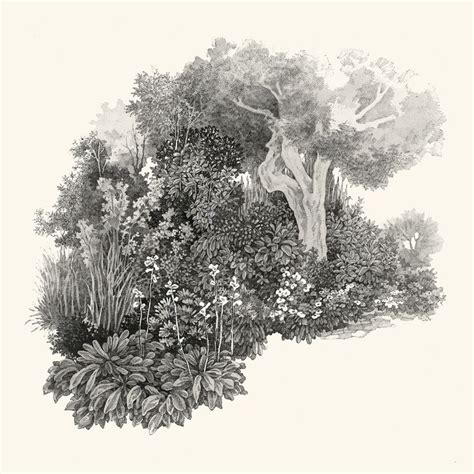 Margies Garden On Behance Engraving Illustration Nature Sketch