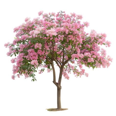 Pink Tree Pngs For Free Download