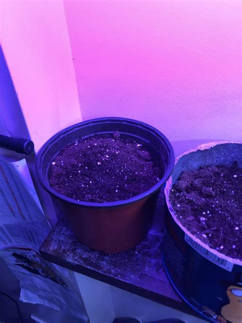 Growing Spearmint Rindoorgarden