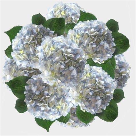 Blue Hydrangea Flowers Bulk Wholesale Blooms By The Box