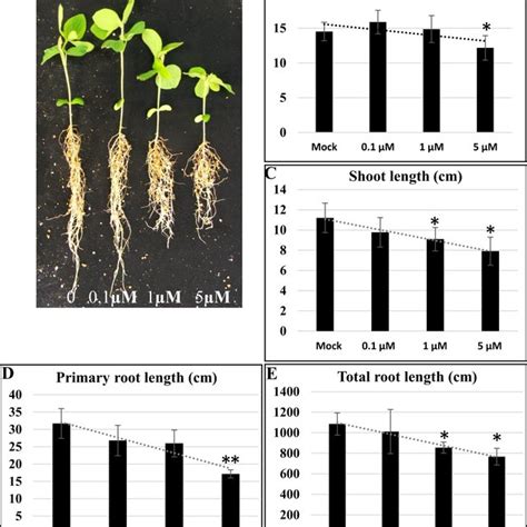 Responses Of Soybean Seedlings To Treatments With Different Download Scientific Diagram