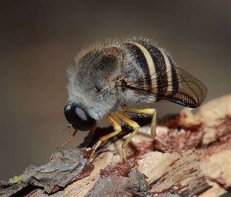 Small Headed Fly Humped And Hairy Thorax Long Proboscis Black And