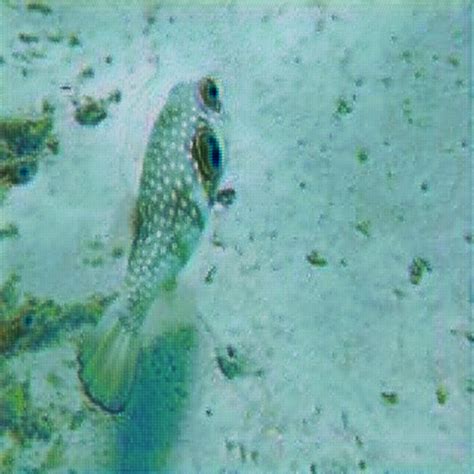 Underwater Fish Detection Object Detection Model By Pavan