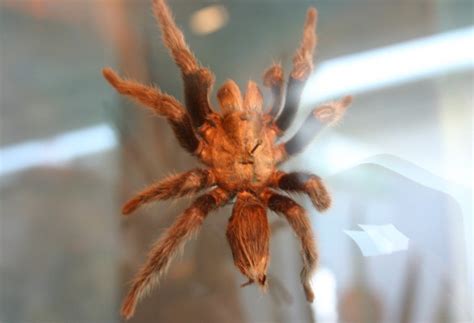 Tips For Handling Bird Eating Spiders