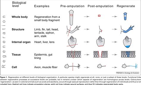 Example Of Regeneration