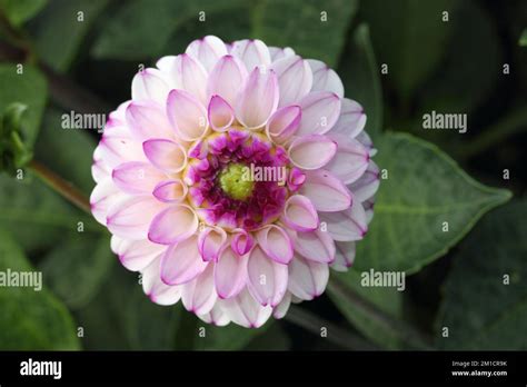 The Dahlia Dahlia Is A Genus Of Flowering Plants In The Sunflower