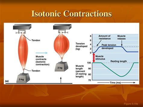 Ppt Understanding Muscle Function Metabolism And Contraction