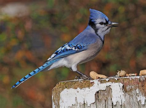 46 Common Birds In Indiana With Pictures And Identification