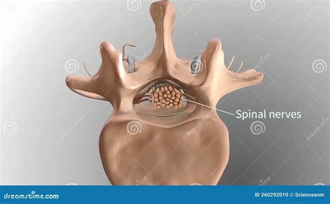 The Spinal Nerves Consist Of 31 Symmetrical Pairs Of Nerves That Connect The Spinal Cord To The The Spinal Nerves Consist Of 31 Symmetrical Pairs Of Nerves That Connect The Spinal Cord To The
